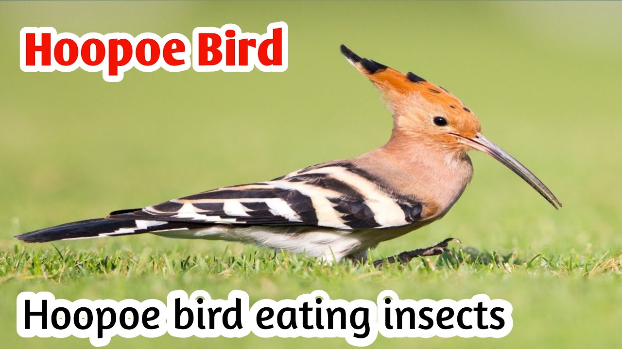 Hoopoe Bird I Hoopoe Bird Eating Food form Garden I Hoopoe Bird eating ...