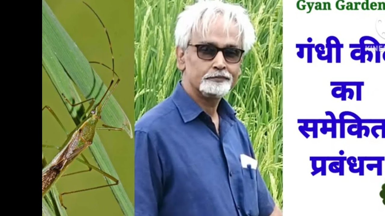 Tips To Control Gundhi Bug of Paddy, Agri Vid Series@gyangarden - YouTube