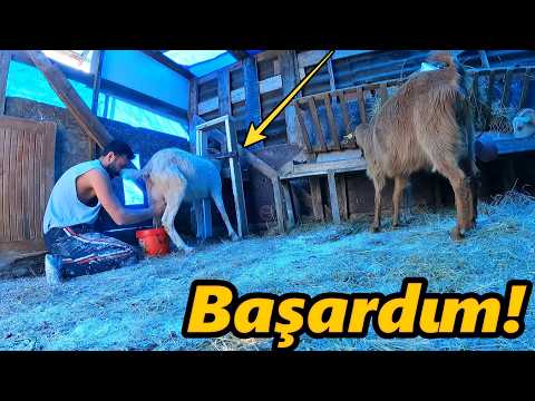 KEÇİ KİLİTLEME YEMLİĞİ YAPTIM-/ARTIK TEK BAŞIMA KEÇİYİ SAĞABİLİRİM-*/#civciv #keçi