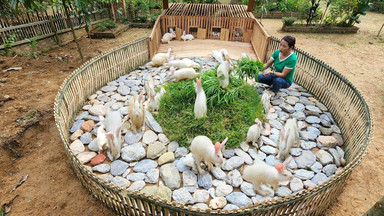 How to make a complete rabbit cage and play area for rabbits - Phùng ...