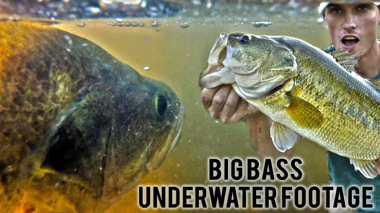 CATCHING BIG BASS FOR MY NEW BACKYARD POND *Underwater Footage ...