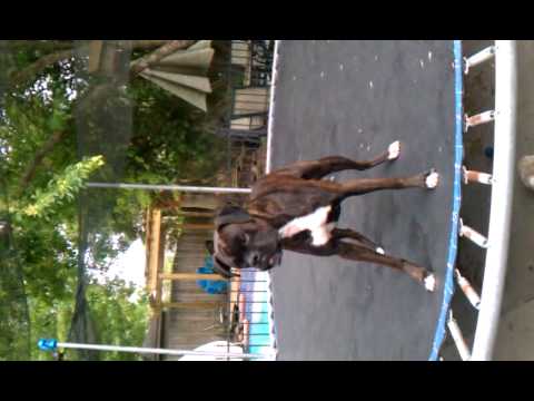 Dog jumping on trampoline - YouTube