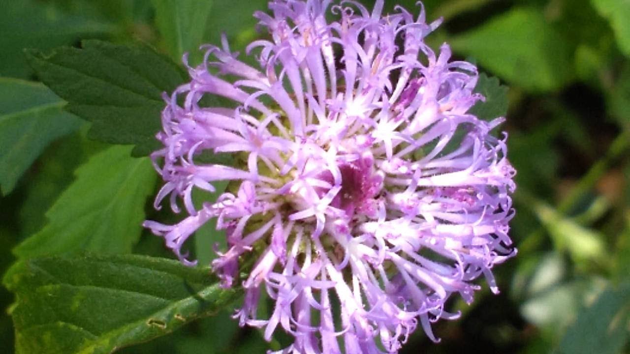 Centratherum Punctatum (medicinal plant) - YouTube