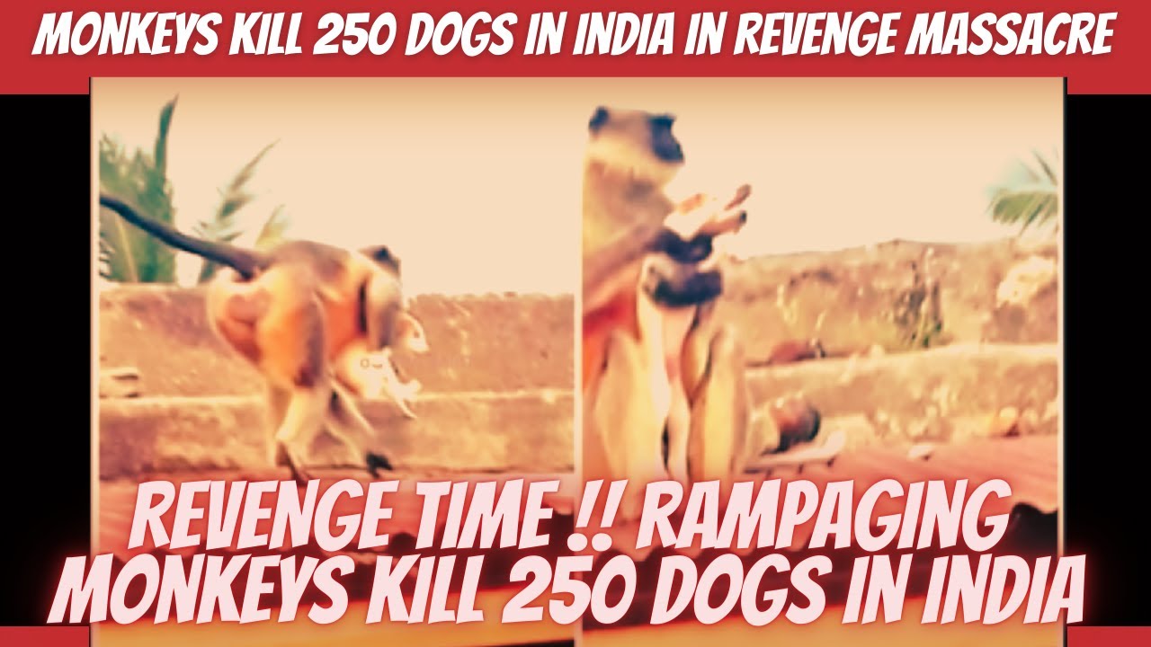REVENGE TIME Rampaging monkeys kill 250 dogs in India in revenge ...