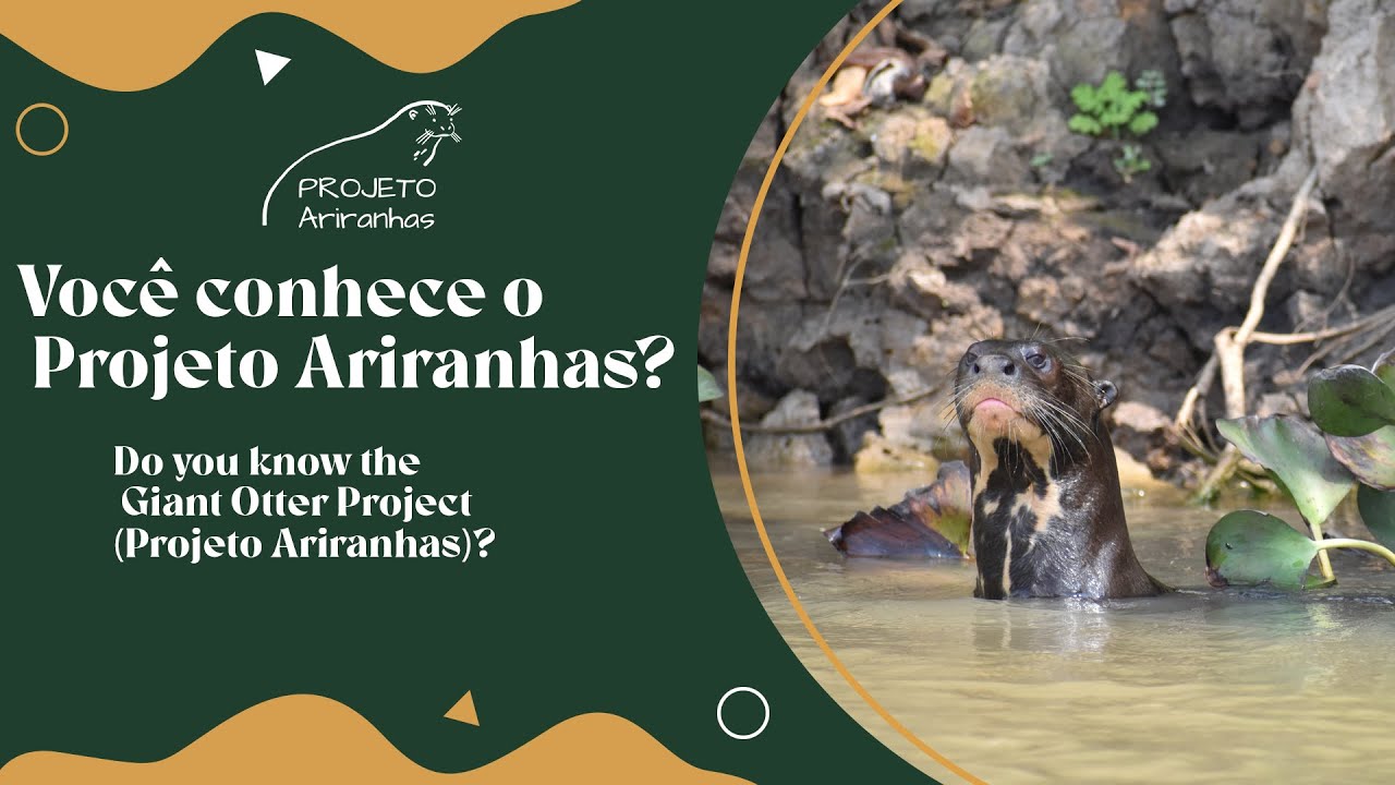 The Giant Otter Project - YouTube