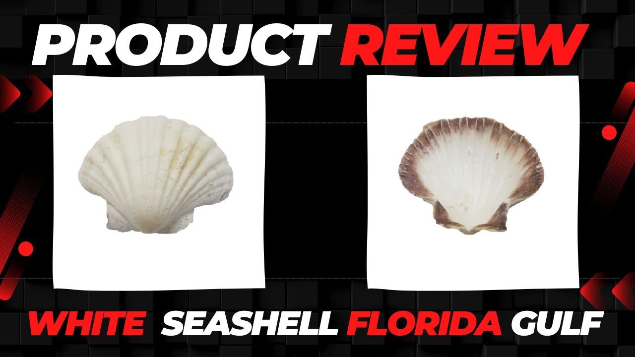 White Seashell Florida Gulf Scallop Half Shells For Decoration, Art And ...