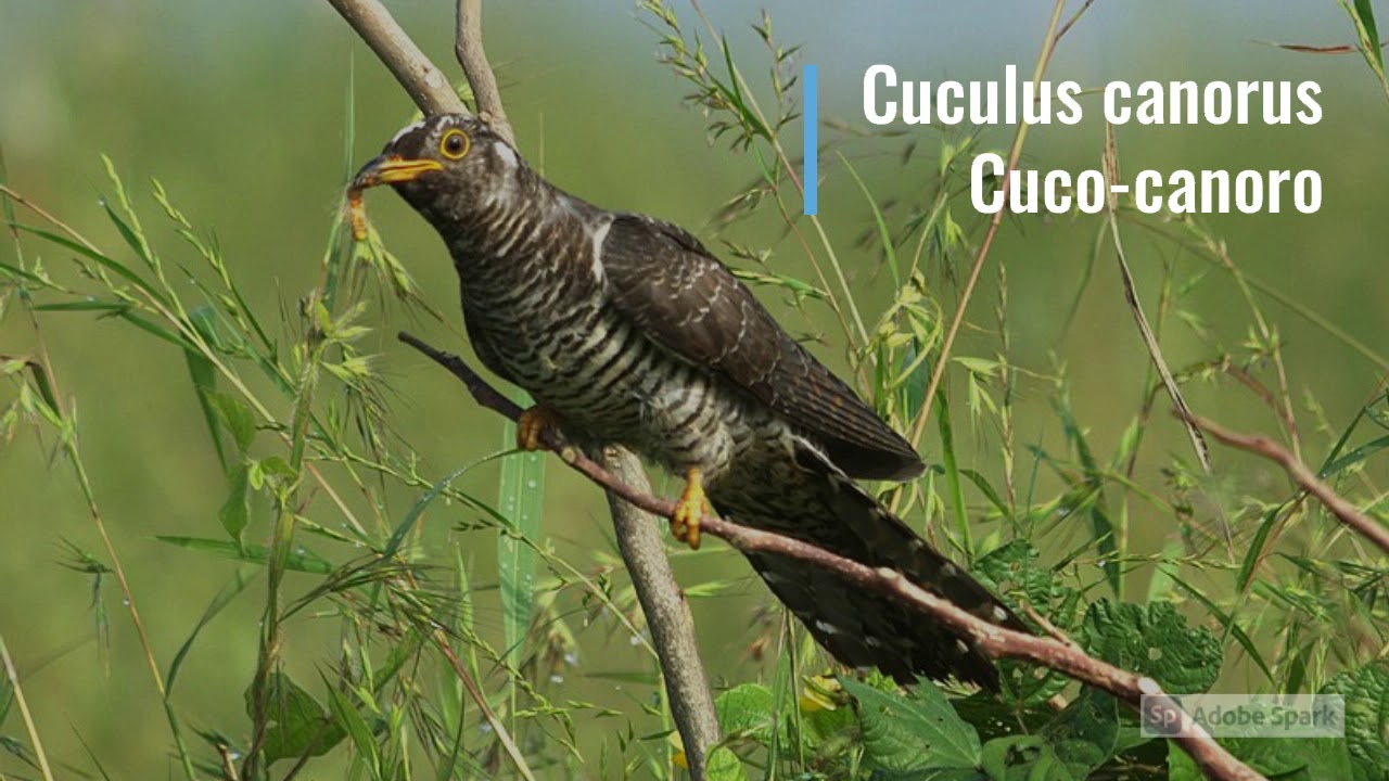 Cuco canoro (Cuculus canorus) - YouTube