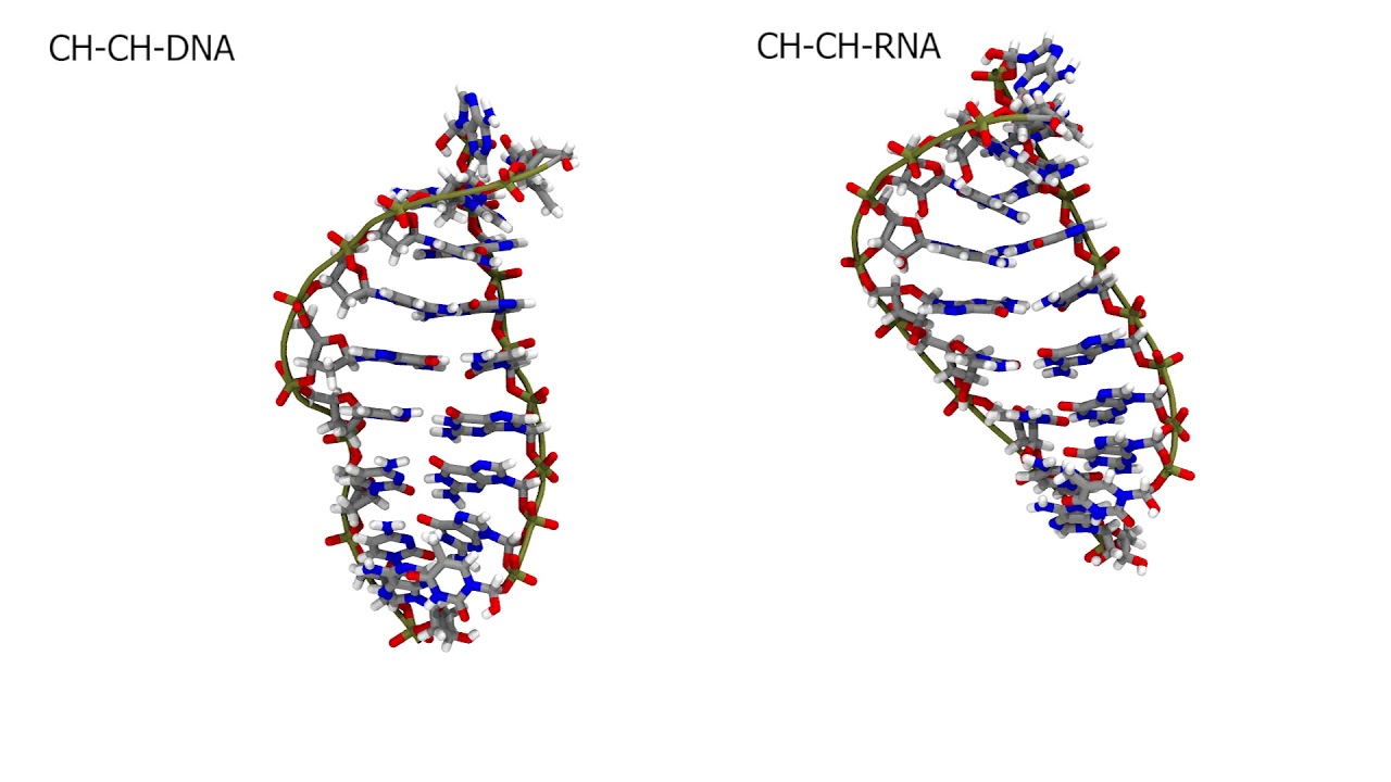 Acyclic DNA molecular dynamics simulations with a DNA and RNA duplex ...