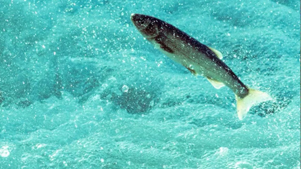 Random Pictures of Fish (Random Pictures of ___ #3) - YouTube