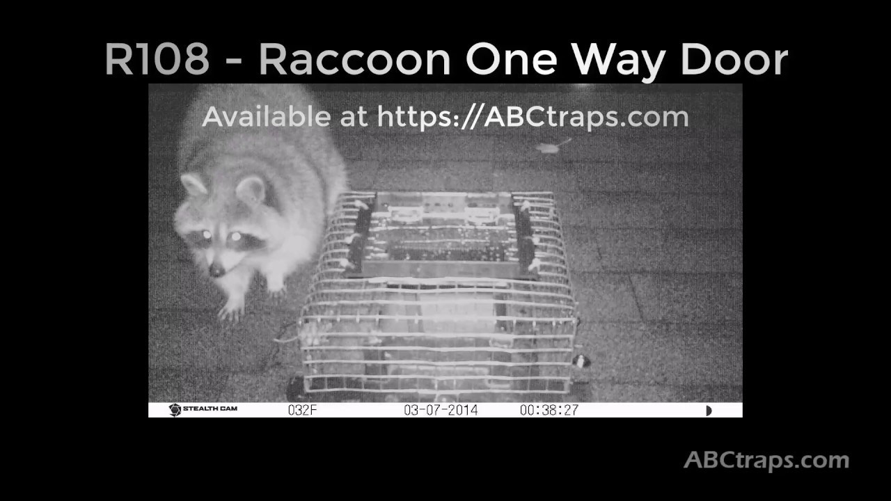 R108 - Raccoon One Way Exit Door | USA & CANADA - YouTube