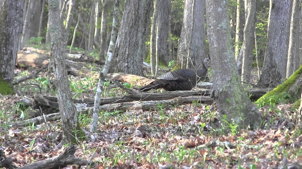 Spring Turkey Hunt Southern Ohio - 6 Days of Gobblers - YouTube
