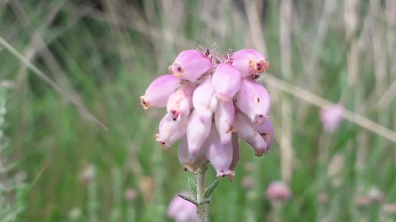 Gewone dophei - Erica tetralix - YouTube