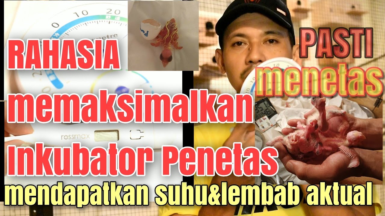 KALIBRASI INKUBATOR PENETAS TELUR Parkit Australia - YouTube