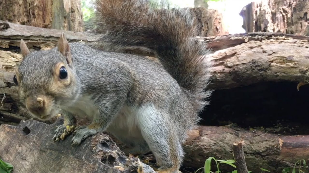 Woodchucks, Grey Squirrels, Birds, & Woodland Wildlife for Nature ...