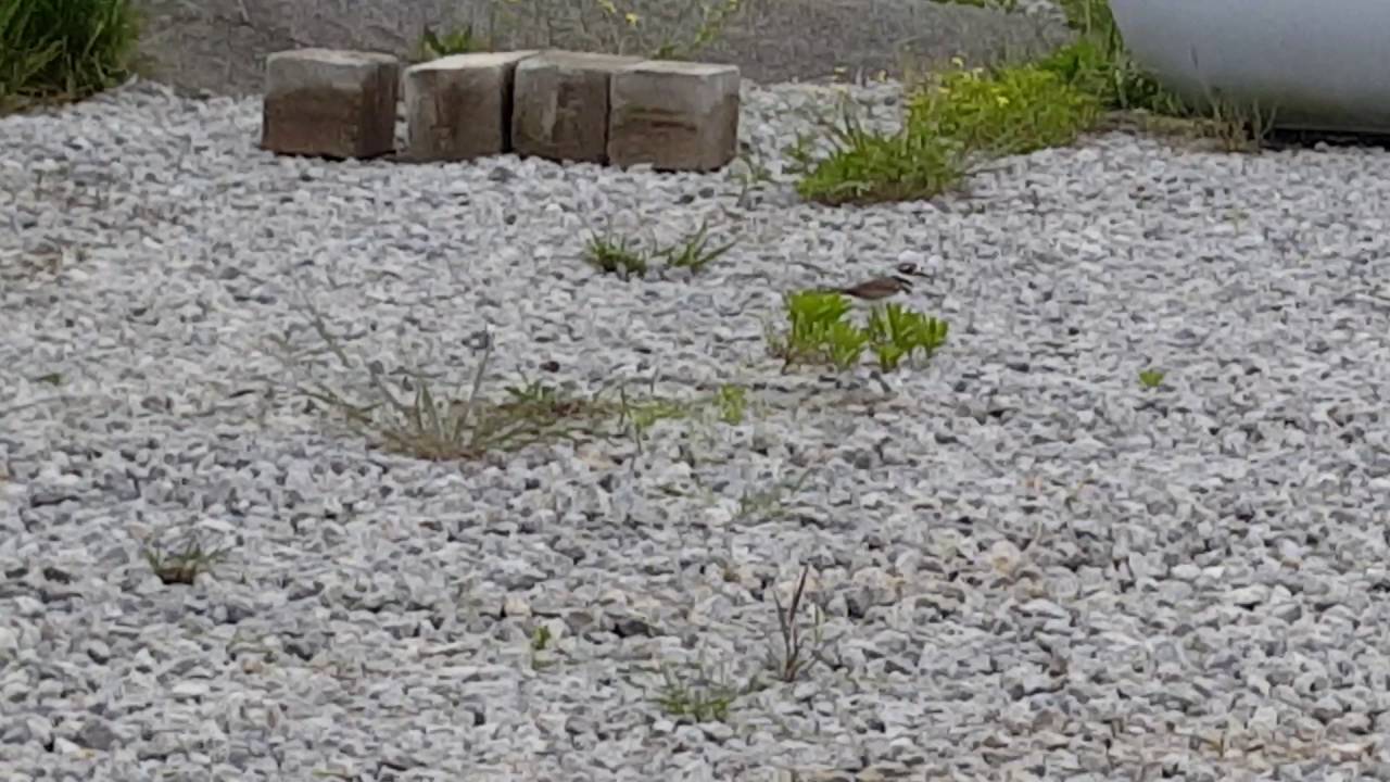 Bird laid eggs in my gravel! - YouTube