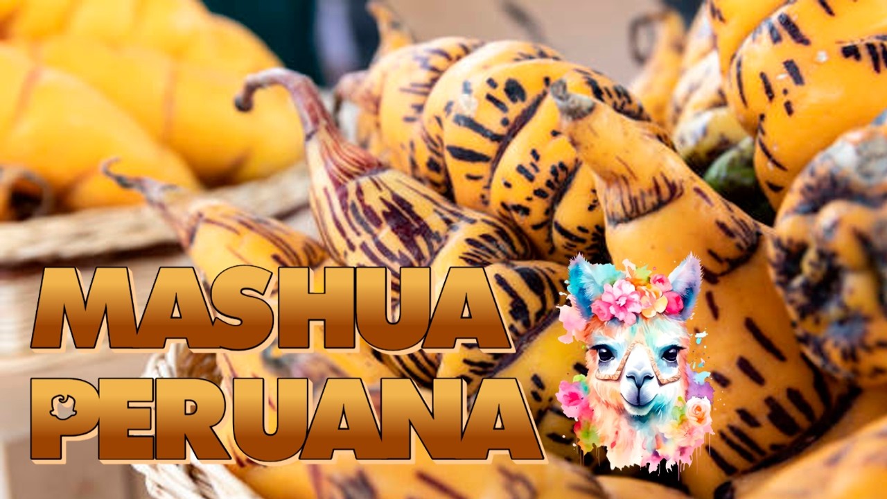 ¿Qué es la Mashua? El Tubérculo Andino con Increíbles Propiedades ...
