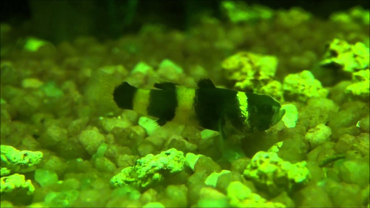 Brachygobius xanthozona - YouTube