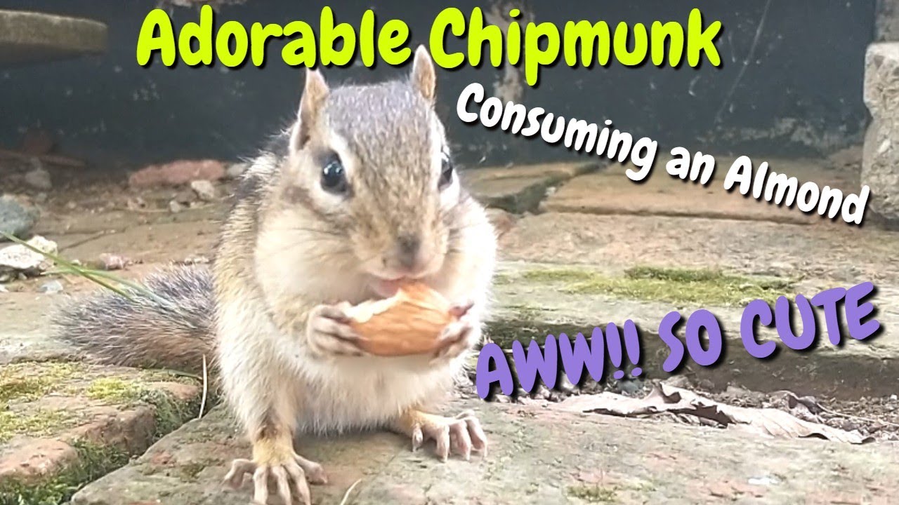 Watch This Adorable Chipmunk Consume An Almond! - YouTube