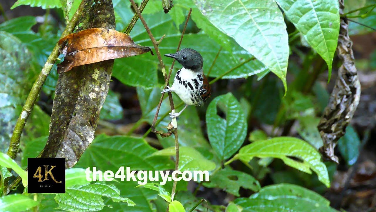 4K UHD - Spotted Antbird (Hylophylax Naevioides) perched on branch and ...