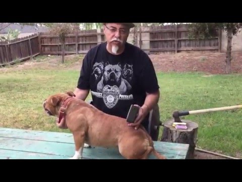 Help Remove Your Dog's Winter Coat