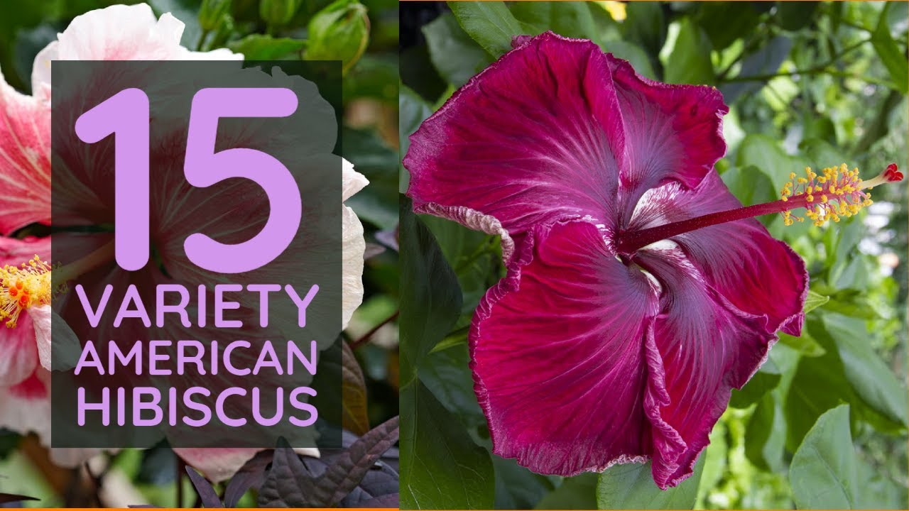 15 Variety American Hibiscus Flowers | Hibiscus Plant Variety - YouTube