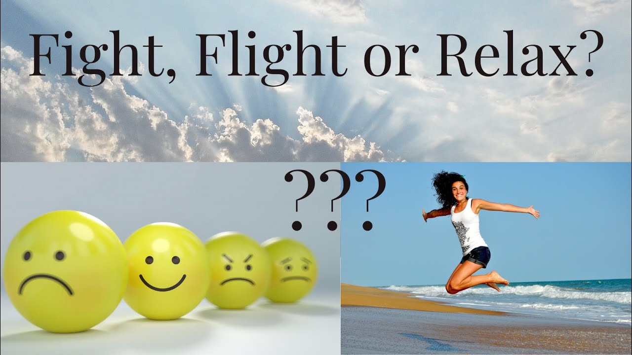 Flight Fight or Relax (Part 1 of 3) - YouTube
