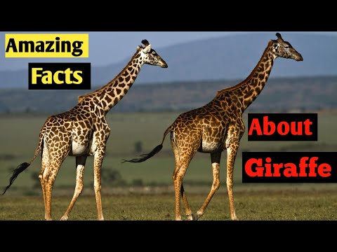 10 Most unknown and interesting facts about giraffe - YouTube