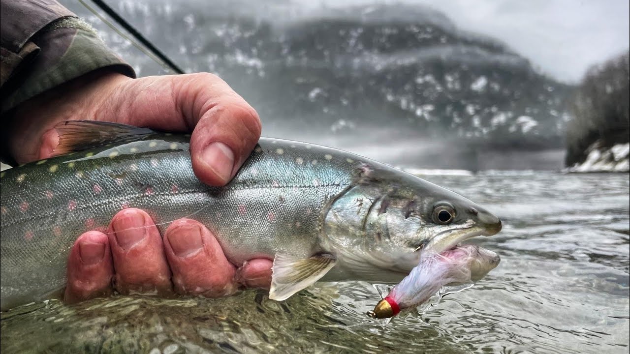 Winter BC Bull Trout - YouTube