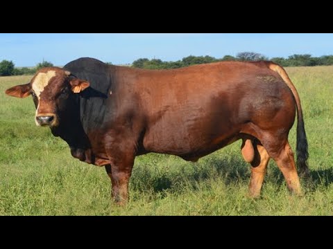 Why I chose Simbra cattle. - YouTube