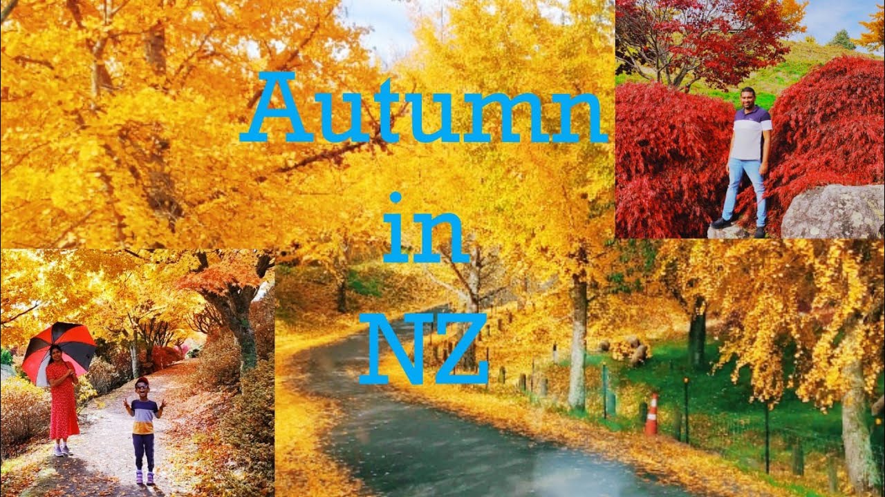 Autumn 🍁- Most beautiful season in New Zealand #malayalamvlog #autumn # ...