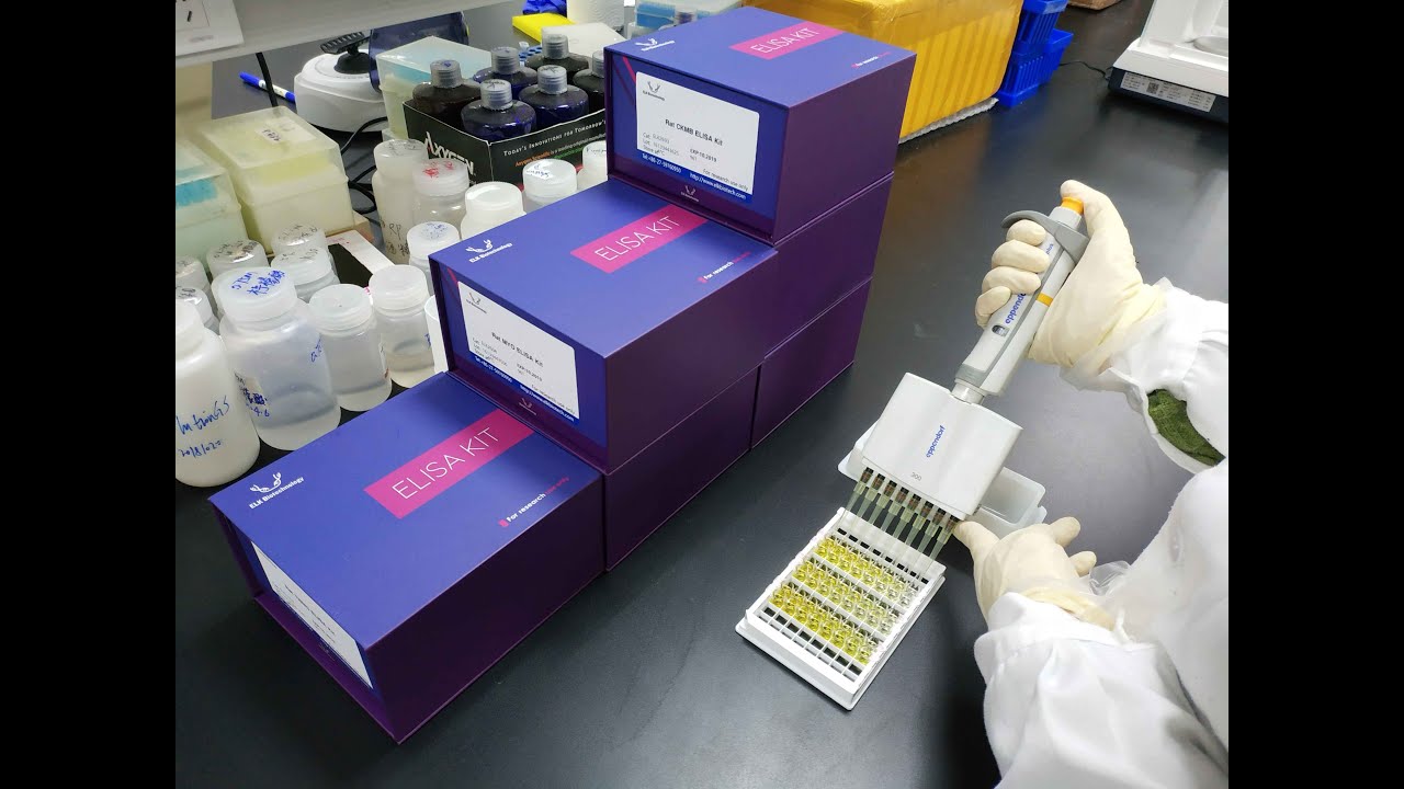 How to use ELISA kit of ELK Biotechnology - YouTube