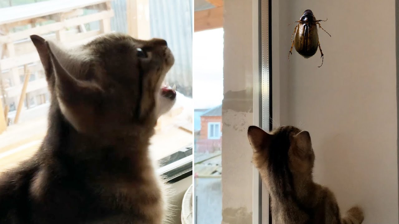 Little Gremlin is a Bug & Insect Hunter | Kitten Hunter - YouTube