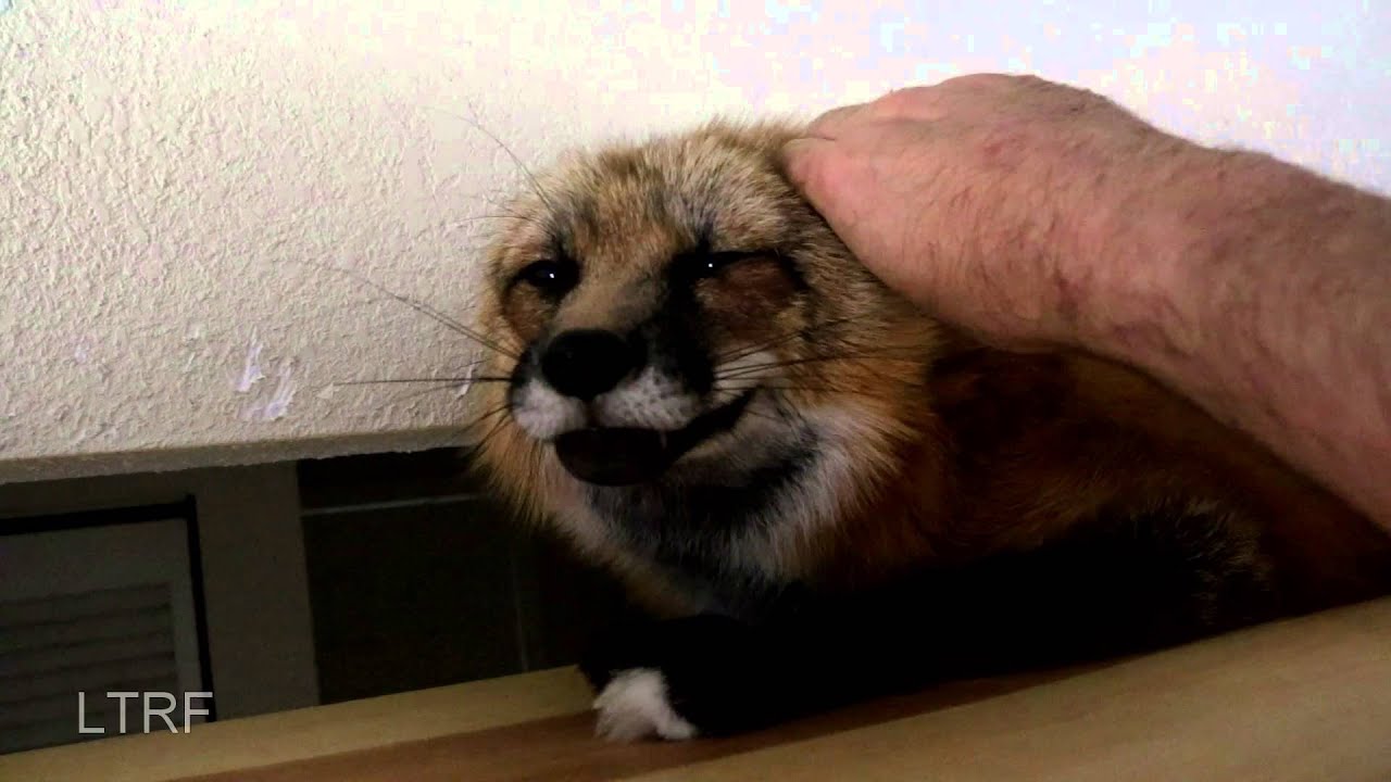 Red Fox having a Happy Saturday - YouTube