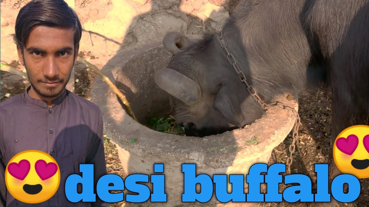 desi buffalo 😍 - YouTube