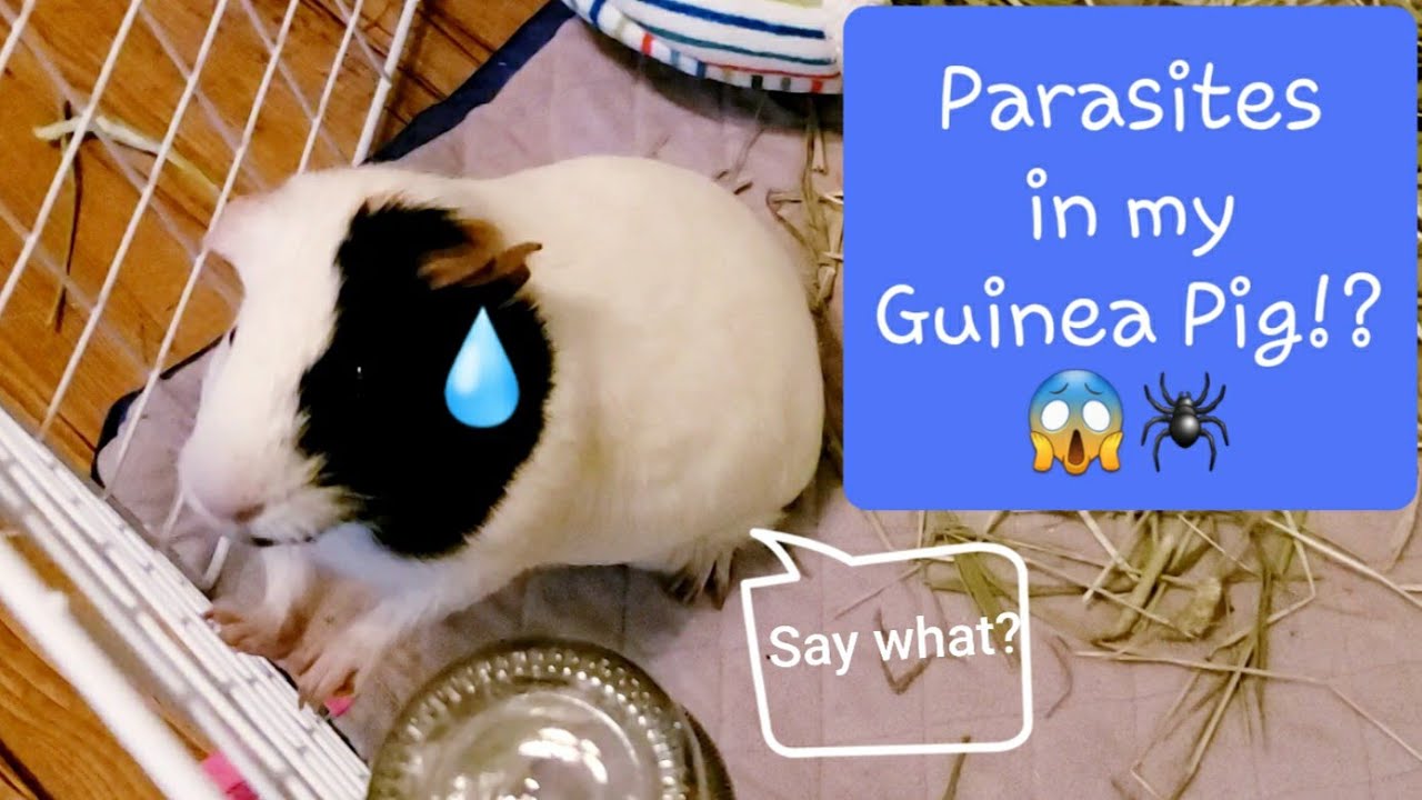 Parasites in my Guinea Pig!? | Wednesday Vlog #6 - Guinea Pig Café ...
