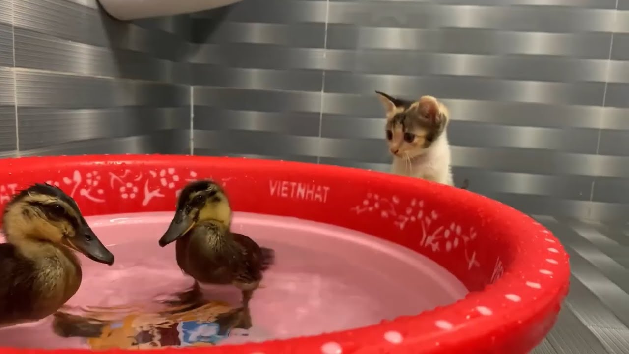 Two kittens peeking at ducks bath so embarrassed - YouTube
