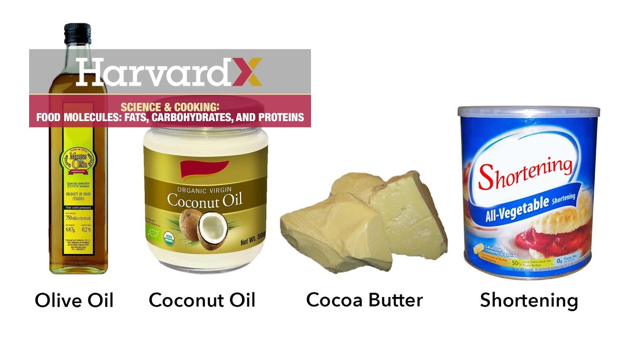 Food molecules: fats, carbohydrates, and proteins - YouTube