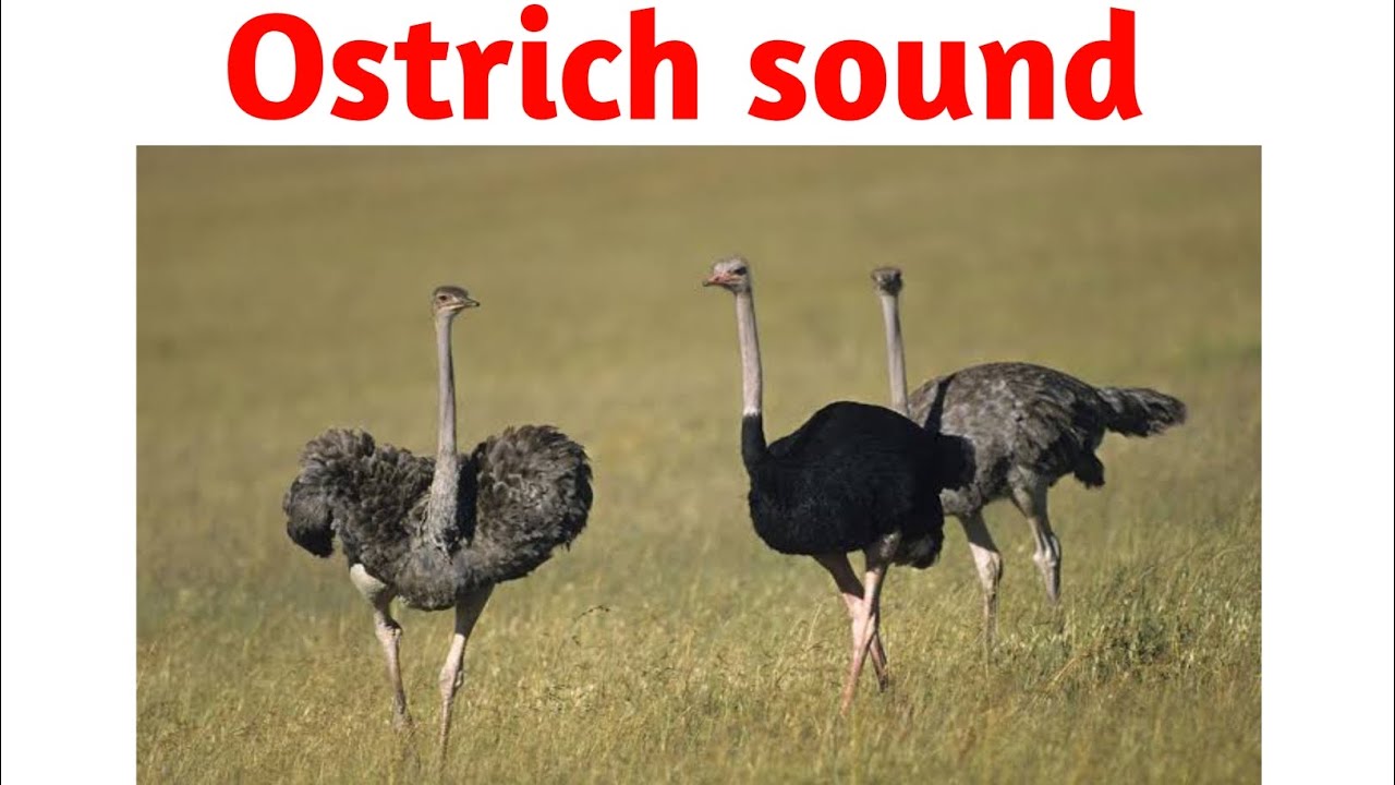 Ostrich sound_Sound Effect Of Ostrich_Ostrich bird noise, - YouTube