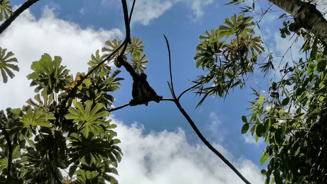 Sloth not just sat in a tree! - YouTube