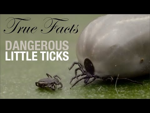 True Facts: Dangerous Little Ticks