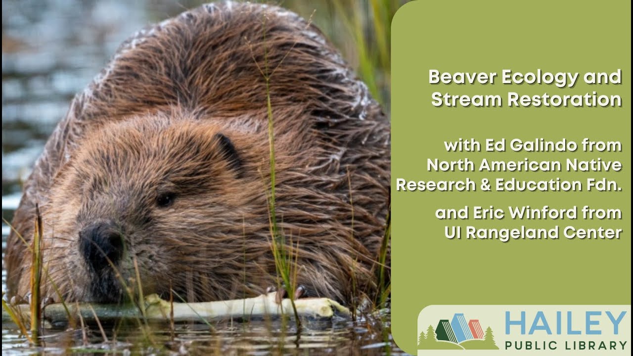 Beaver Ecology and Stream Restoration - Rinker Rock Creek Ranch - YouTube