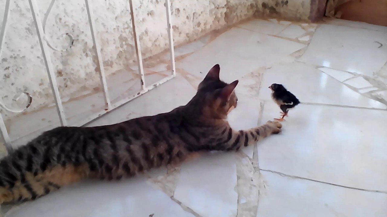 Los gatos también Pueden jugar con los pollitos sin comercelos - YouTube
