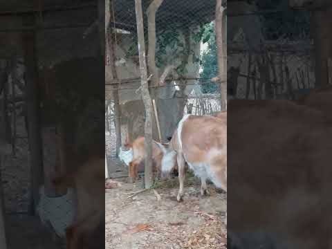 Free range upgraded goats #goatfarming #goatlovers 2 - YouTube
