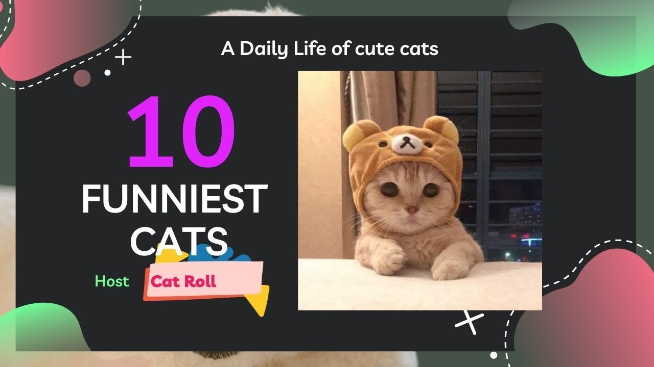 Top 10-Cute and Funny Baby Cat Videos Compilation - YouTube