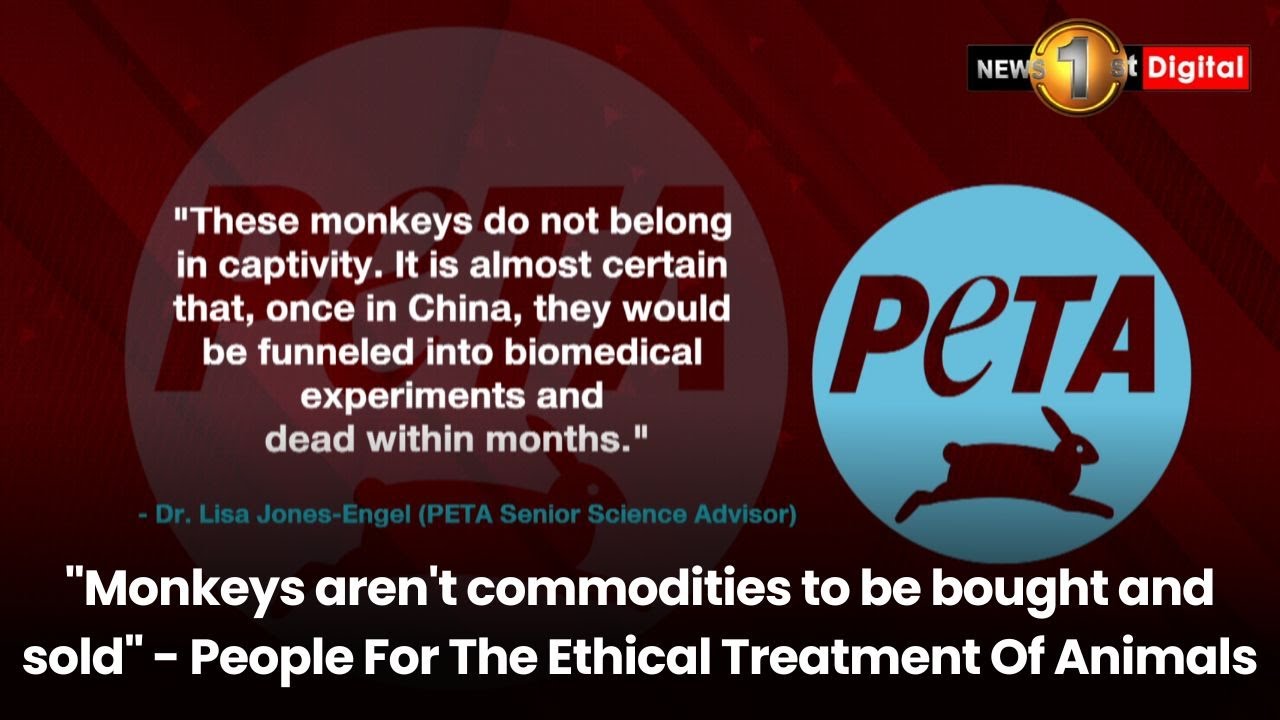 "Monkeys aren't commodities to be bought and sold" - People For The ...