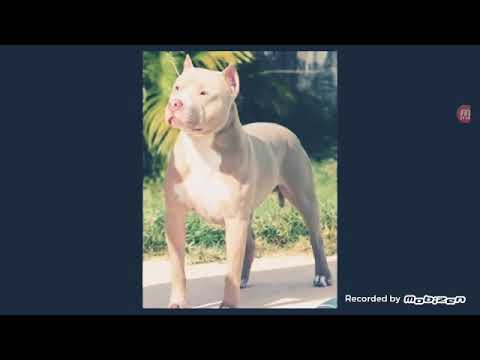 Pitbull    şarkısı