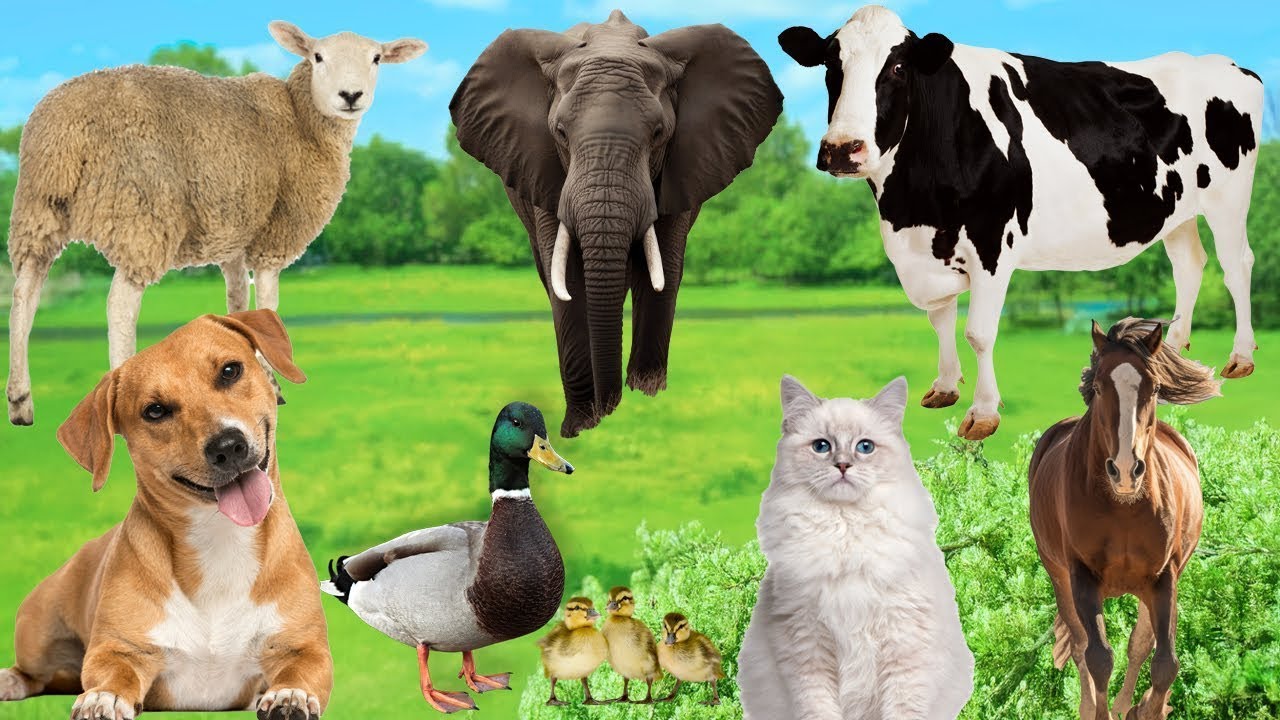 Farm Animal Compilation: Cat, Cow, Sheep, Dog, Chicken, Horse, Elephant ...