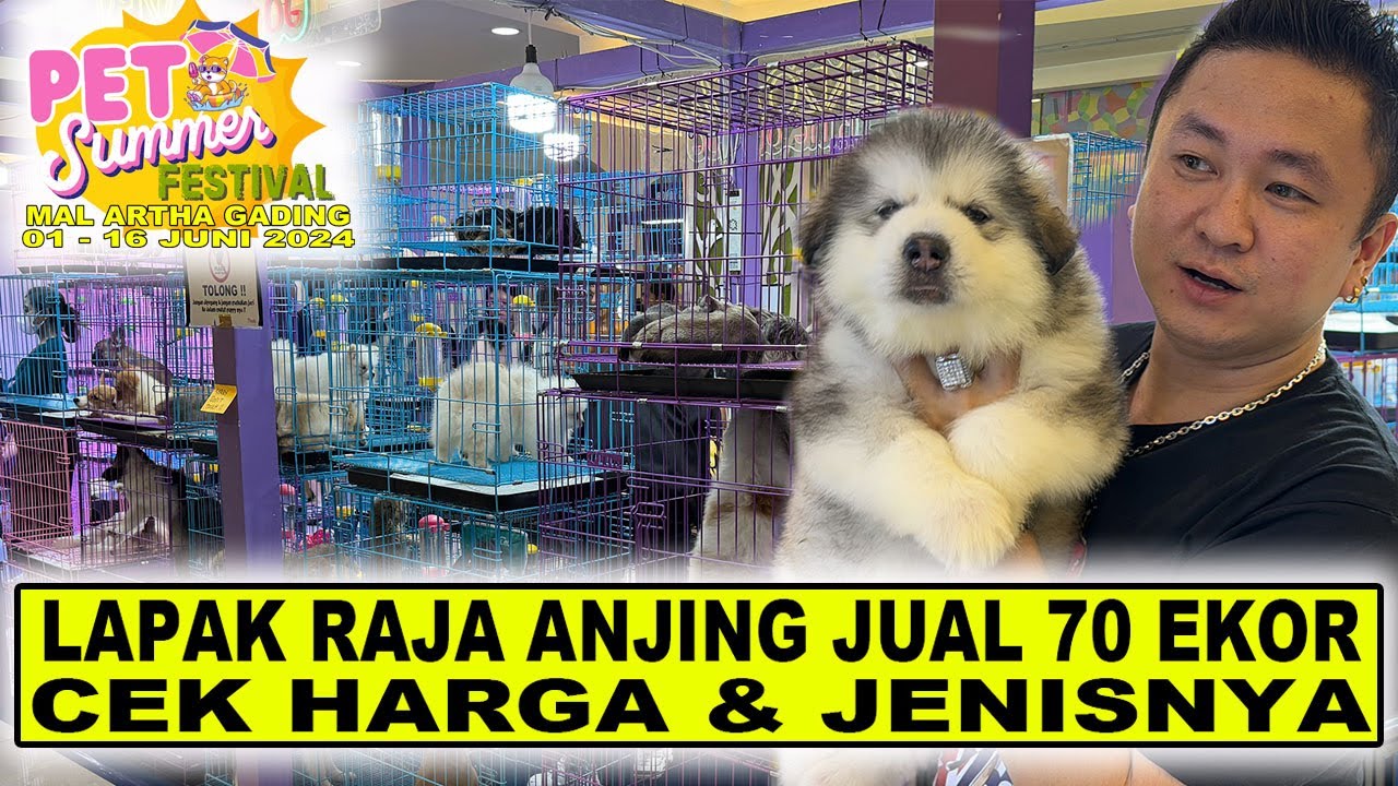Raja Anjing Jual 70 Ekor Anjing Ras - Ini Harga & Jenisnya - Kenzo Pet ...