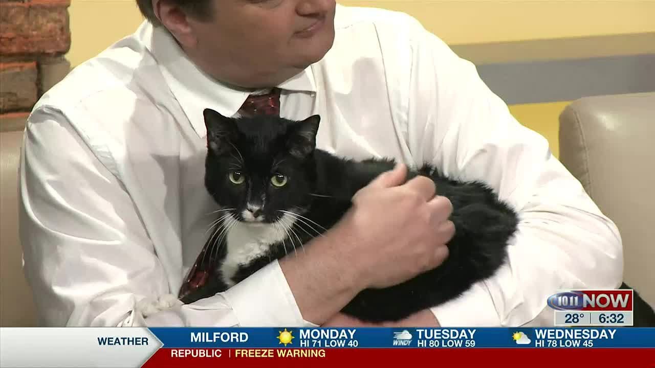 10/11 This Morning's Featured Pet - 1011Now - YouTube