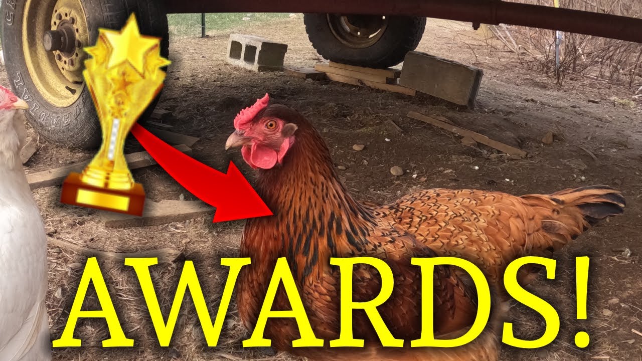 My Chickens Just WON an AWARD - YouTube